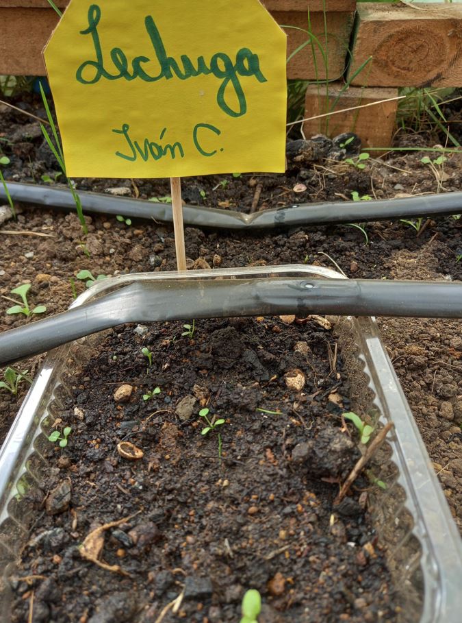 SIEMBRO Y COSECHO EN MI LICEO « daleProfe - Proyectos